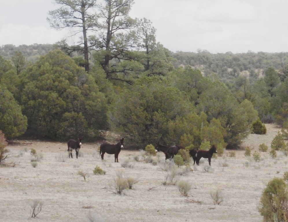 Rancho Cebolla Updated – Tracking Nana